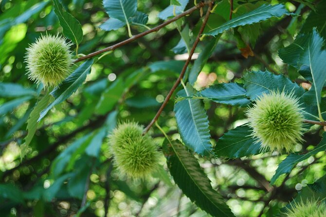Sustainbable Cooking Class, Explore a Mountainous Village - Cultural Immersion and Hospitality