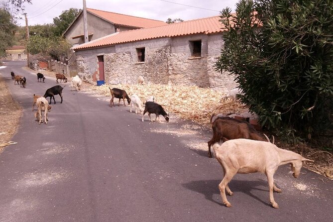 SUV Tour Serras De Aire and Candeeiros - Tour Accessibility and Restrictions