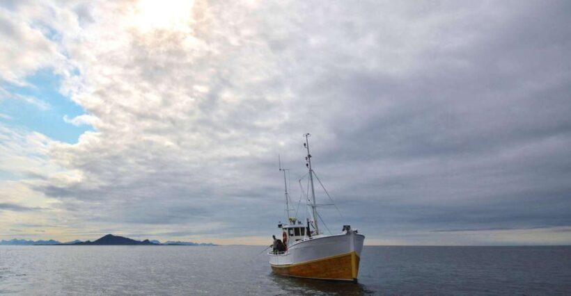 Svolvær: Fishing Trip on the Lofoten Sea - The Scenic Surroundings and Wildlife