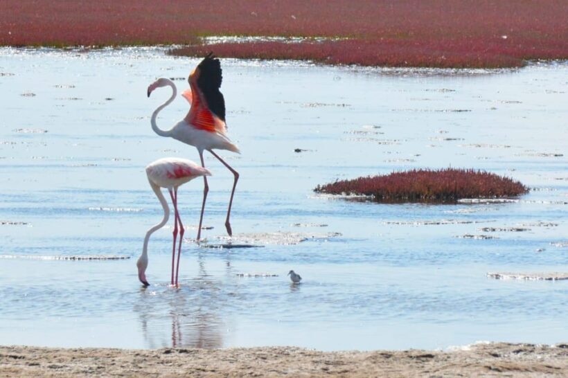 swakopmund city tour dune 7 pink lake pink flamingos - The Experience: What Travelers Say