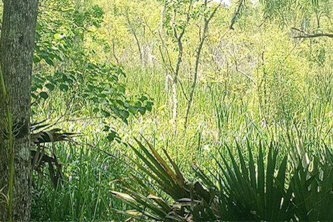 Swamp - Eco - Cruise and Walking Tour - Who Will Love This Tour?