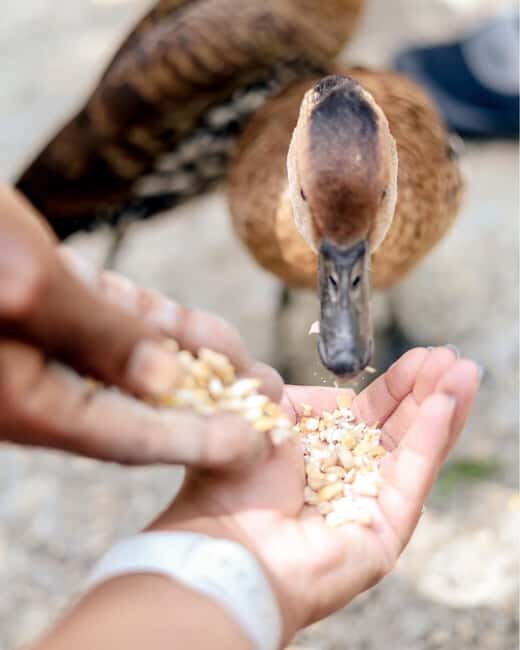 Swamp Safari and Rose Hall Great House Day Tour - Key Points