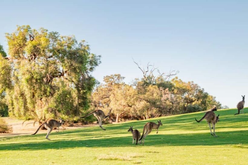Swan Valley: Golf Cart Kangaroo Safari w/ Mini Golf & Drink - Who Will Love This Experience?