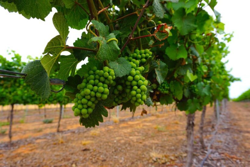 Swan Valley: Half-Day Wine Tour From Perth - The Sum Up