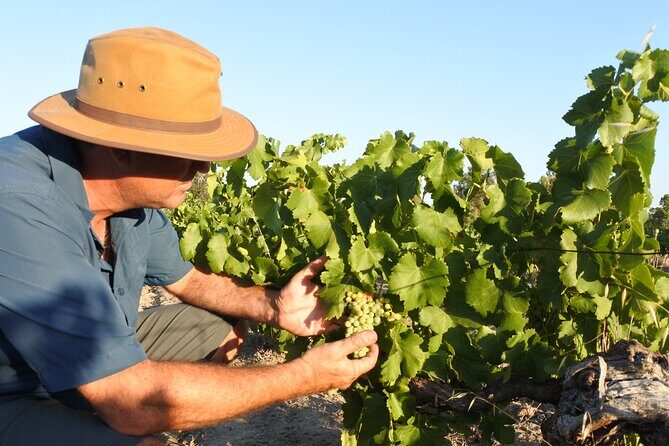 Swan Valley Wine Discovery: Private Tour from Perth - Who Is This Tour Best Suited For?