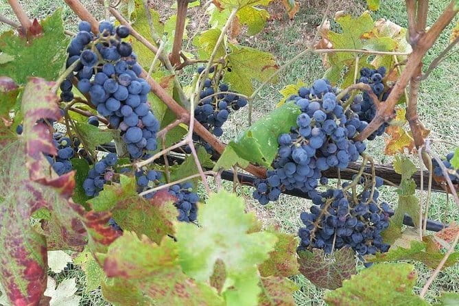 "Sweet Hills of Chianti & San Gimignano" with Lunch & 2 Tastings - The Experience and Its Value