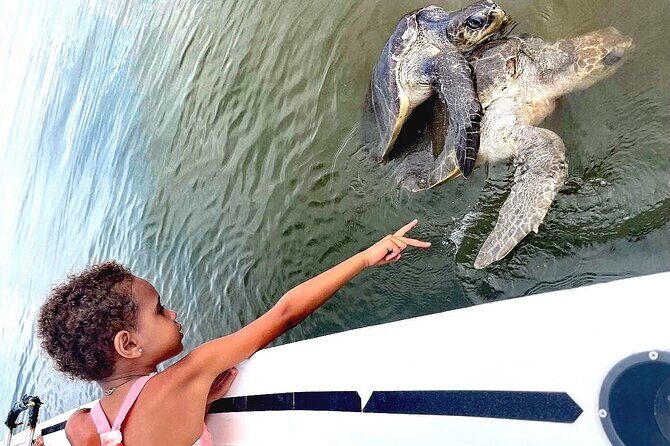 Swim and Paddle Board with Wild Dolphin Pods in Puerto Vallarta - Who Should Consider This Tour?