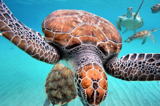 Swim and Snorkel with Sea Turtles - Practical Tips for Travelers