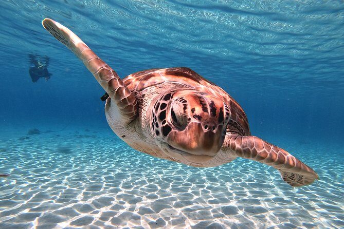 Swim and Snorkel with Sea Turtles - Final Thoughts: Who Should Book This Tour?
