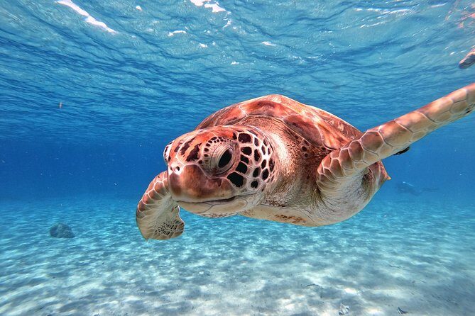 Swim and Snorkel with Sea Turtles - FAQ