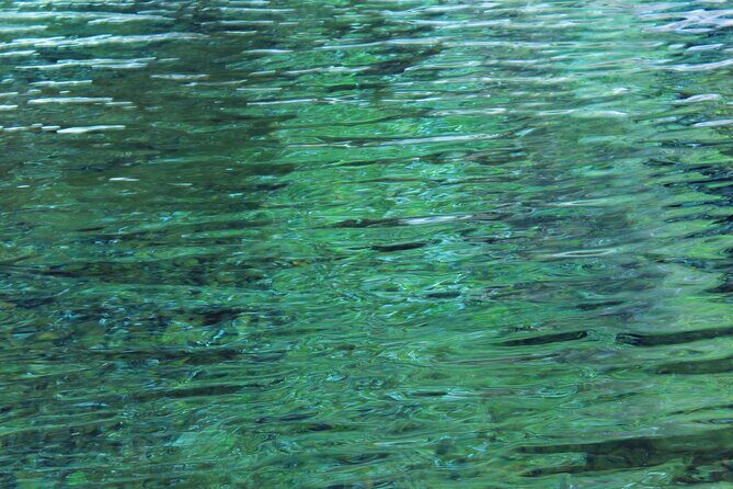 Swim, Explore & Identify Tropical Flora - The Experience: What You Can Expect