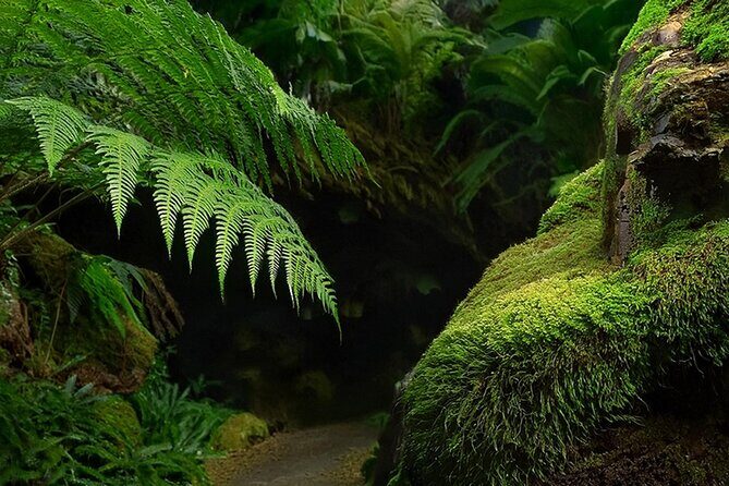 Swim, Explore & Identify Tropical Flora - The Sum Up