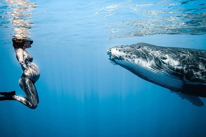 Swim in Moorea with Humpback Whales and More - An Overview of Moorea’s Whale Experience