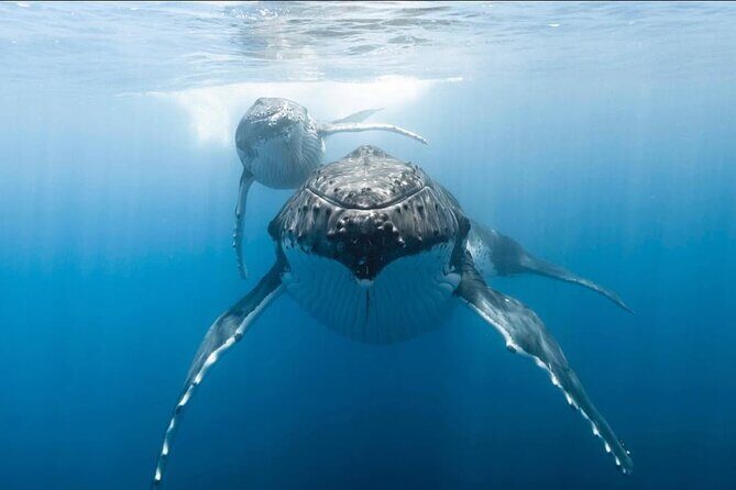 Swim in Moorea with Humpback Whales and More - Food, Drinks, and Amenities
