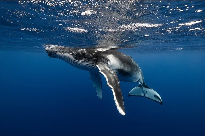 Swim in Moorea with Humpback Whales and More - Price and Value