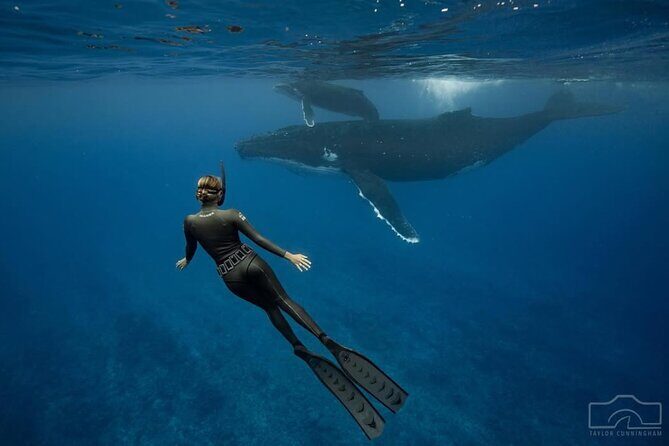 Swim in Moorea with Humpback Whales and More - Who Will Love This Tour?