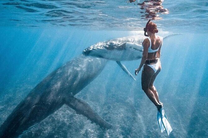 Swim in Moorea with Humpback Whales and More - Final Thoughts