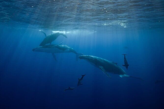 Swim in Moorea with Humpback Whales and More - FAQ