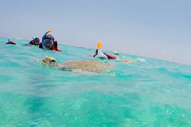Swim with akumal turtles - Who Is This Tour Perfect For?