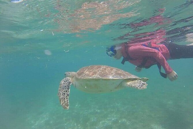 Swim with akumal turtles - The Sum Up
