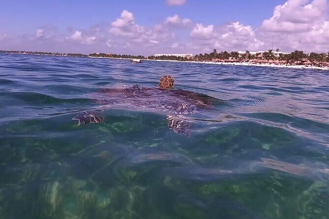 Swim with akumal turtles - FAQ