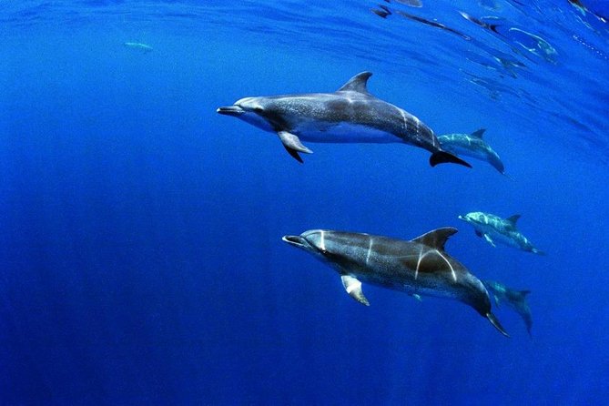 Swim With Dolphins in the Azores - What to Expect During the Tour