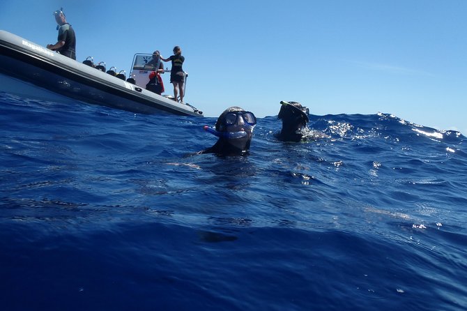 Swim With Dolphins in the Azores - Meeting and Pickup Information