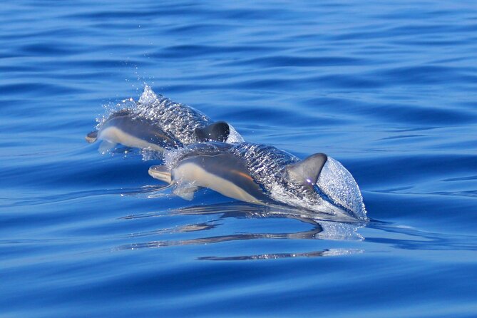 Swim With Dolphins in the Azores - Tips for an Unforgettable Experience
