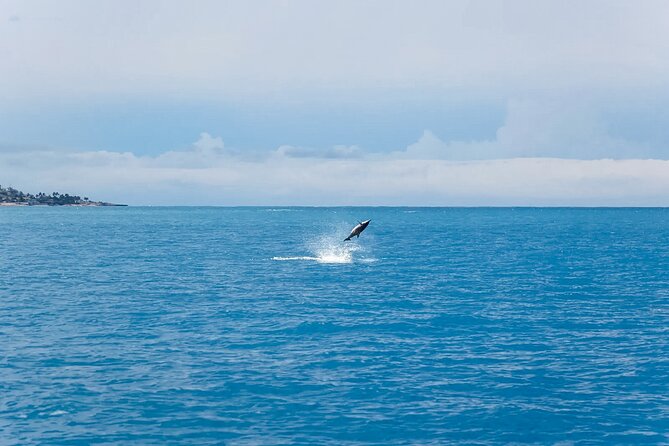 Swim With Dolphins & Turtles in West Oahu (Semi-Private Tours) - Accessibility and Safety
