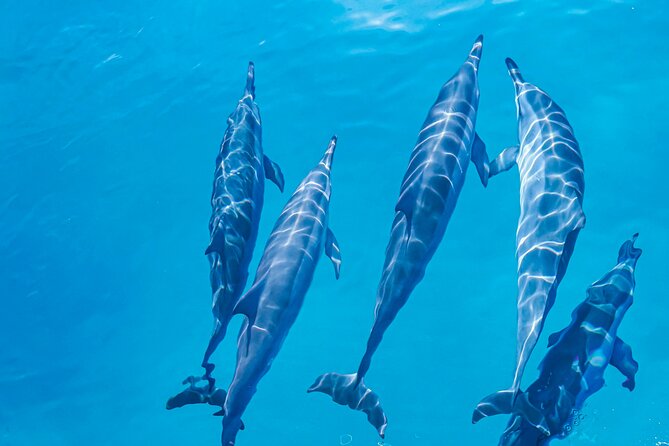 Swim With Dolphins & Turtles in West Oahu (Semi-Private Tours) - What to Expect on the Tour