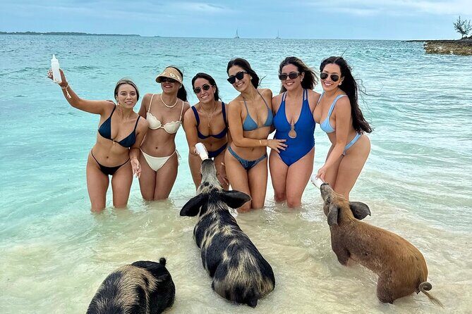 Swim with Famous Pigs at Rose Island - Detailed Breakdown of the Itinerary