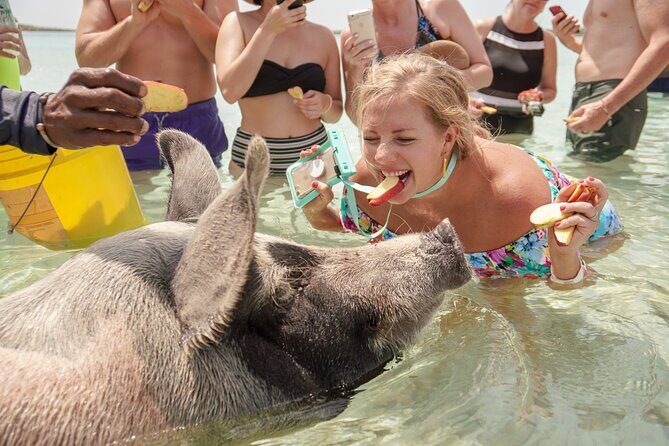 Swim with Famous Pigs at Rose Island - Authentic Experiences and Traveler Feedback