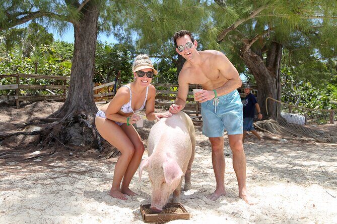Swim with Famous Pigs at Rose Island - Is This Tour Right for You?