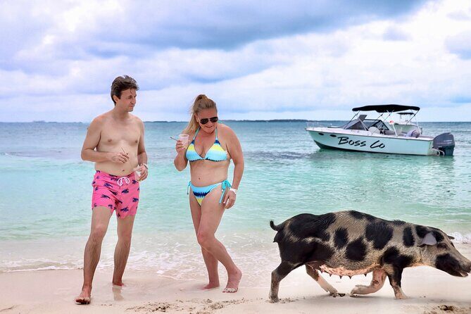 Swim with Famous Pigs at Rose Island - The Sum Up