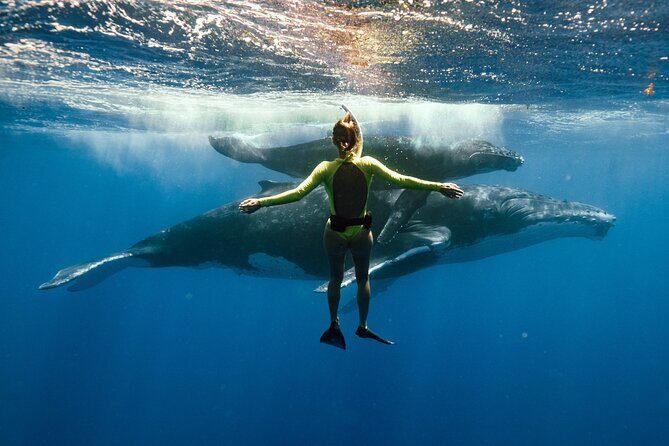 Swim with humpback whales - Introduction