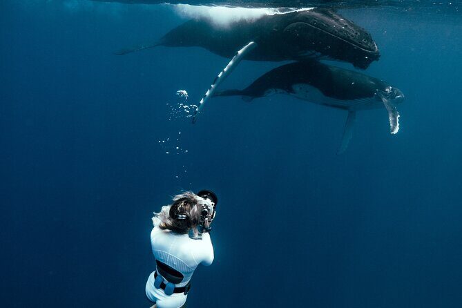 Swim with humpback whales - What the Tour Offers: A Detailed Look