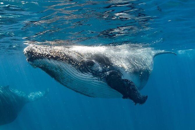 Swim with Humpback Whales - Ningaloo Reef - 3 Islands Whale Shark Dive - Overview of the Experience
