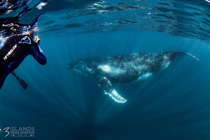 Swim with Humpback Whales - Ningaloo Reef - 3 Islands Whale Shark Dive - Transport and Group Size