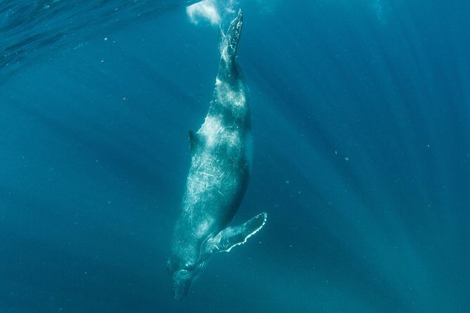 Swim with Humpback Whales - Ningaloo Reef - 3 Islands Whale Shark Dive - Tips and Considerations