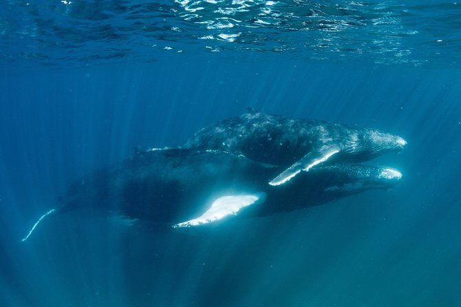 Swim with Humpback Whales - Ningaloo Reef - 3 Islands Whale Shark Dive - The Sum Up