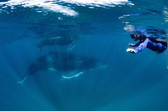 Swim with Humpback Whales - Ningaloo Reef - 3 Islands Whale Shark Dive - FAQ