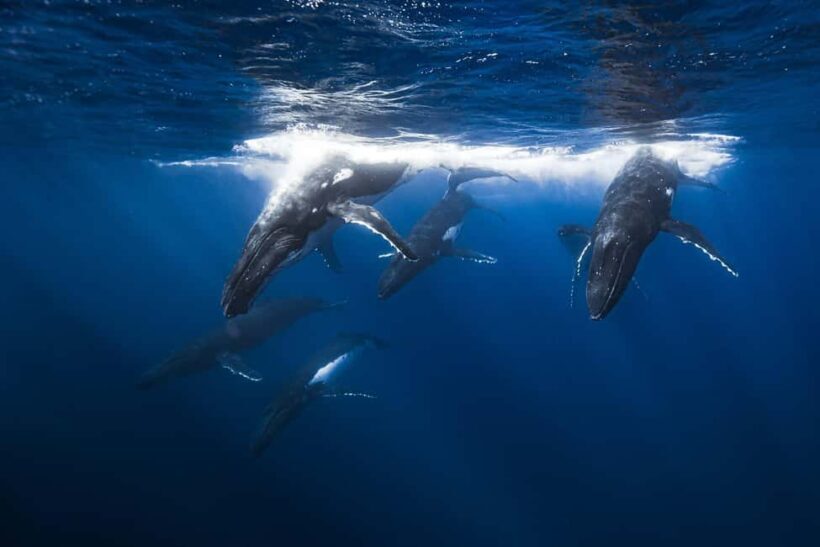 Swim with Humpback Whales: Sunshine Coast - An In-Depth Look at the Sunshine Coast Whale Swim Experience