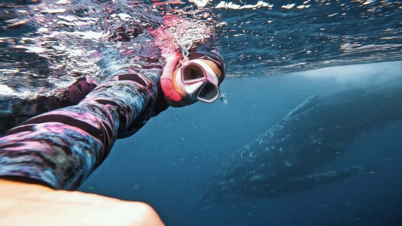 Swim with Humpback Whales: Sunshine Coast - Who Will Love This Experience?