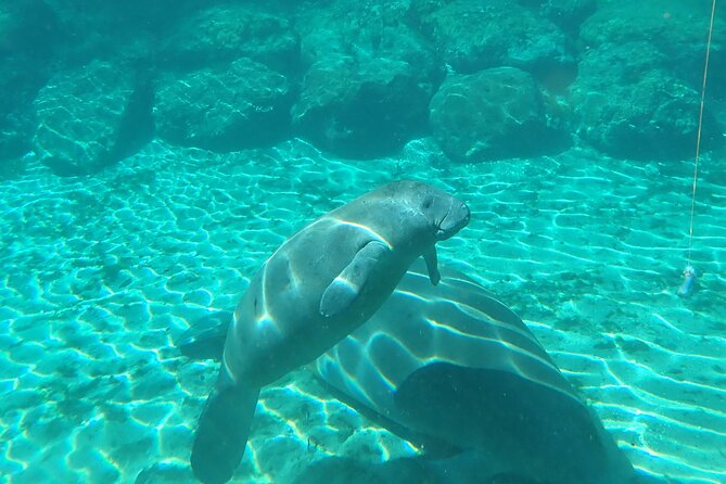 Swim With Manatees In Crystal River, Florida - Tour Overview: What to Expect