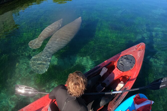 Swim With Manatees In Crystal River, Florida - Health and Safety Guidelines: Know Before You Go