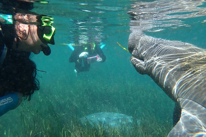 Swim With Manatees In Crystal River, Florida - Customer Experiences: What Travelers Are Saying