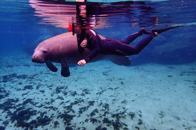 Swim With Manatees In Crystal River, Florida - Meeting Point and Tour Logistics