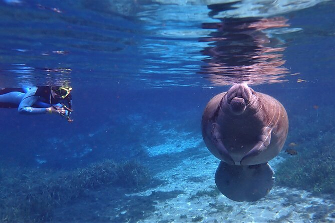 Swim With Manatees In Crystal River, Florida - Enhancing Your Experience: Optional Add-Ons