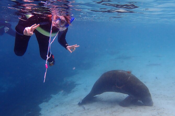 Swim With Manatees In Crystal River, Florida - Frequently Asked Questions