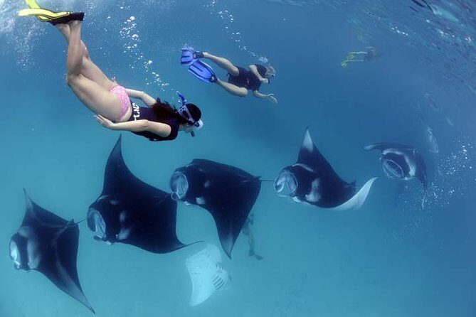 Swim with Manta Rays in Nusa Penida - ALL inclusive - What This Tour Offers: Snorkeling and Marine Encounters